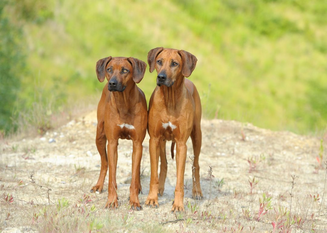 rhodesian ridgeback fotos - African Roots