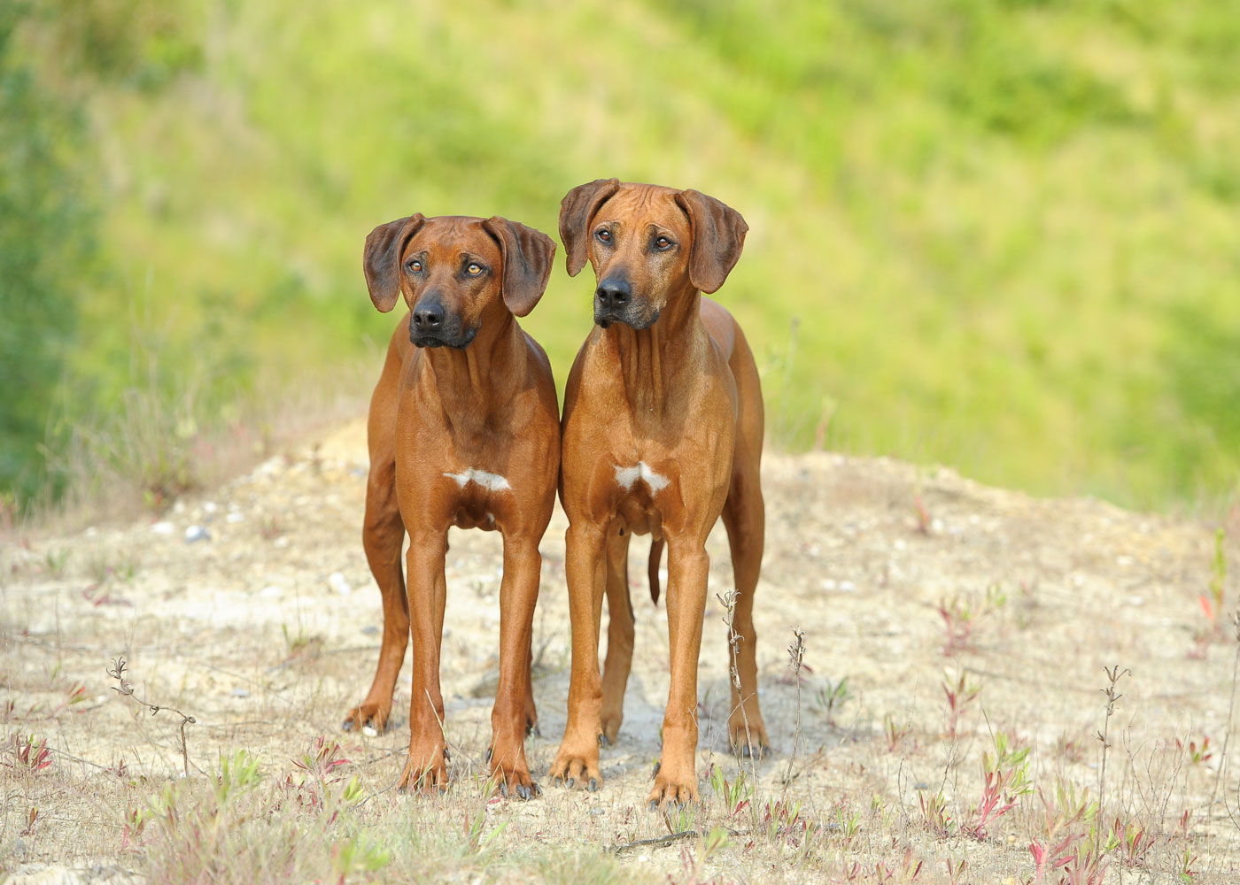 rhodesian ridgeback fotos - African Roots