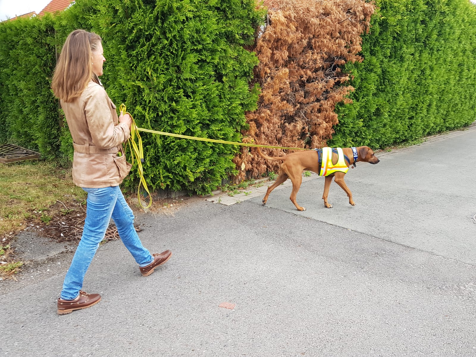 African Roots - waldmann-unser-erfolgreicher-mantrailer