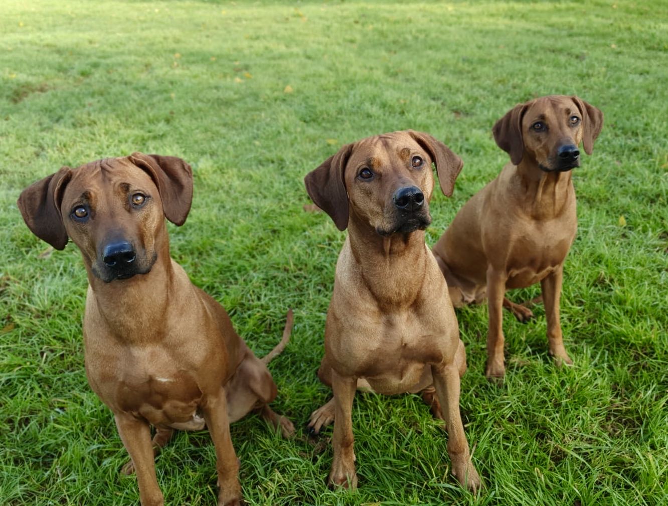 news-african-roots-rhodesian-ridgebacks ridgebackzüchter